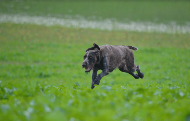 Jagthunde - læs om de forskellige jagthunderacer
