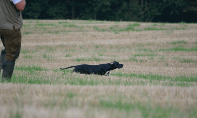Jagthunde - læs om de forskellige jagthunderacer