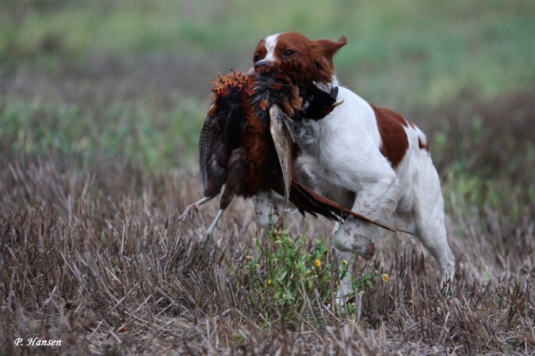 Jagthunde - læs om de forskellige jagthunderacer