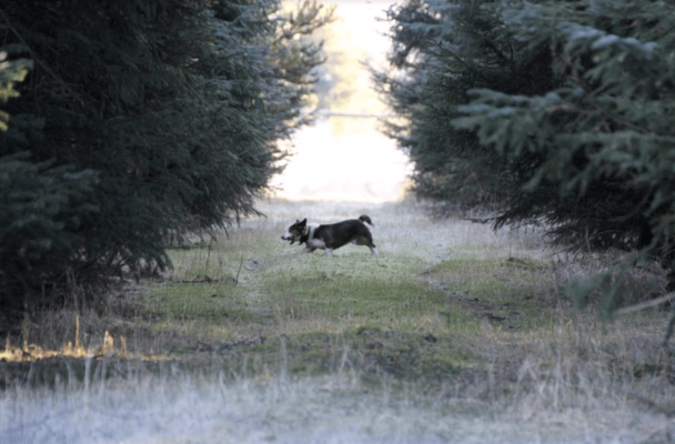 Jagthunde - læs om de forskellige jagthunderacer