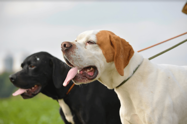 Jagthunde - læs om de forskellige jagthunderacer