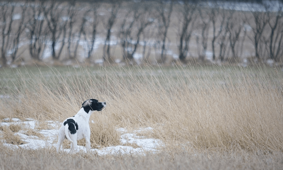 Fuglehunden Pointeren – læs om egenskaber på jagt og som familiehund