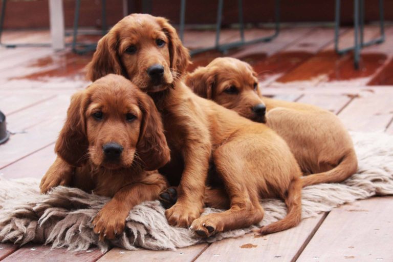 Jagthunde - læs om de forskellige jagthunderacer