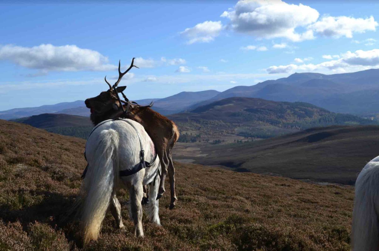 På jagt i det skotske højland - smuk natur og store jagtoplevelser i ...