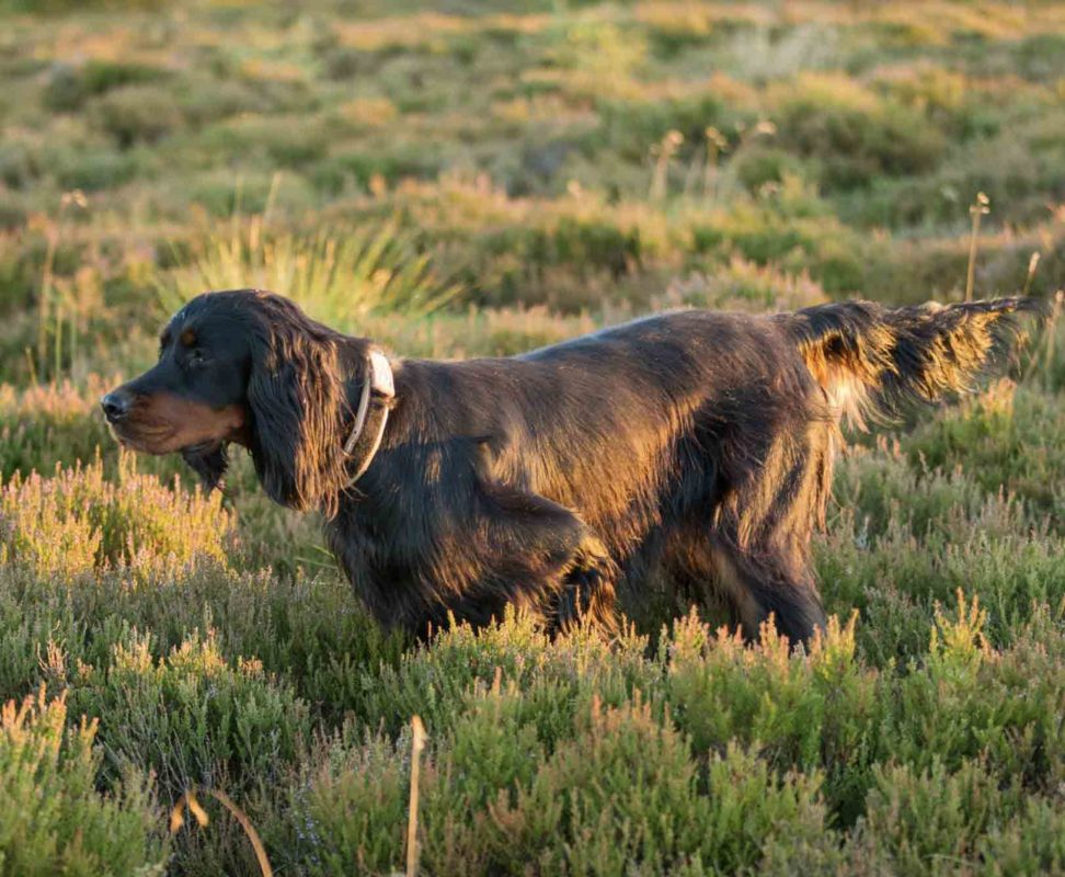 Jagthunde - læs om de forskellige jagthunderacer