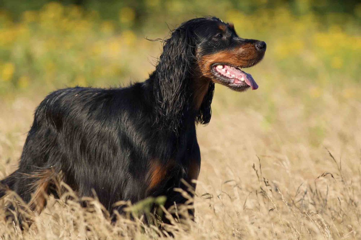 Jagthunde - læs om de forskellige jagthunderacer