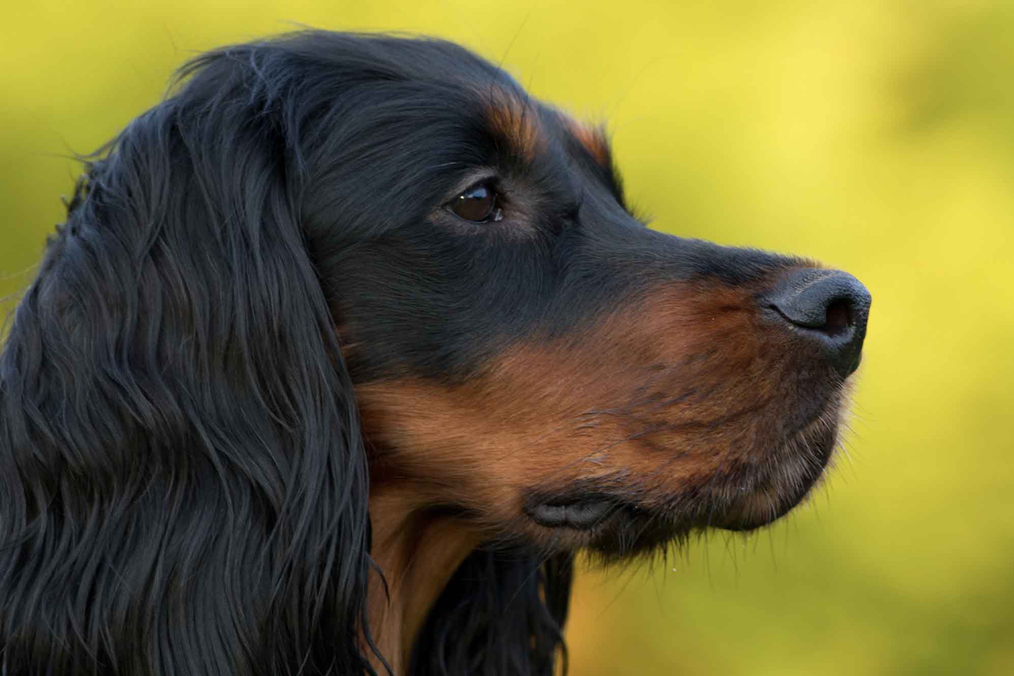 Gordon setter – den smukke sorte fuglehund, læs raceportræt her