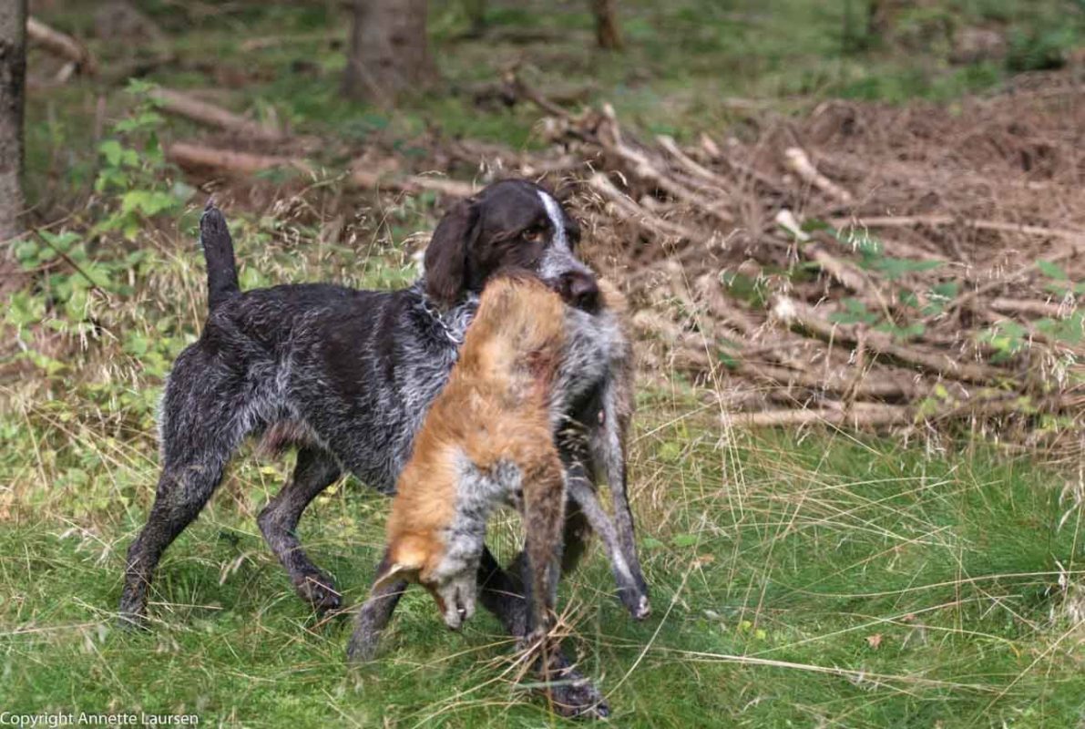 Jagthunde - læs om de forskellige jagthunderacer