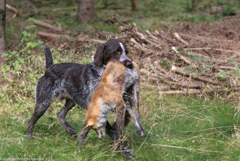 Jagthunde - læs om de forskellige jagthunderacer