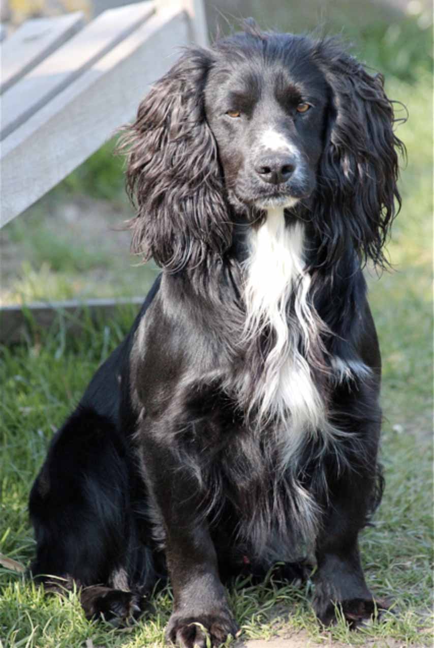 F.T. Spaniels - Cocker Spaniel og Springer Spaniel