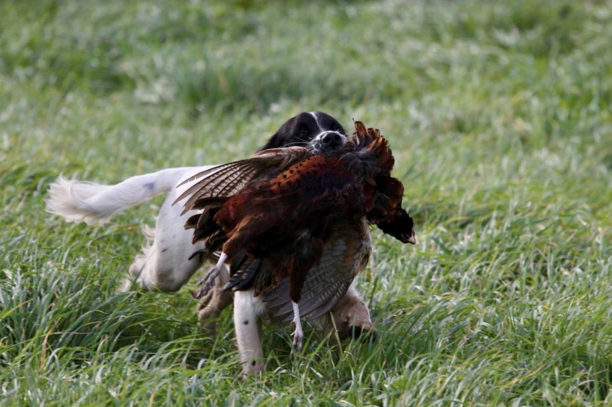 Jagthunde - læs om de forskellige jagthunderacer