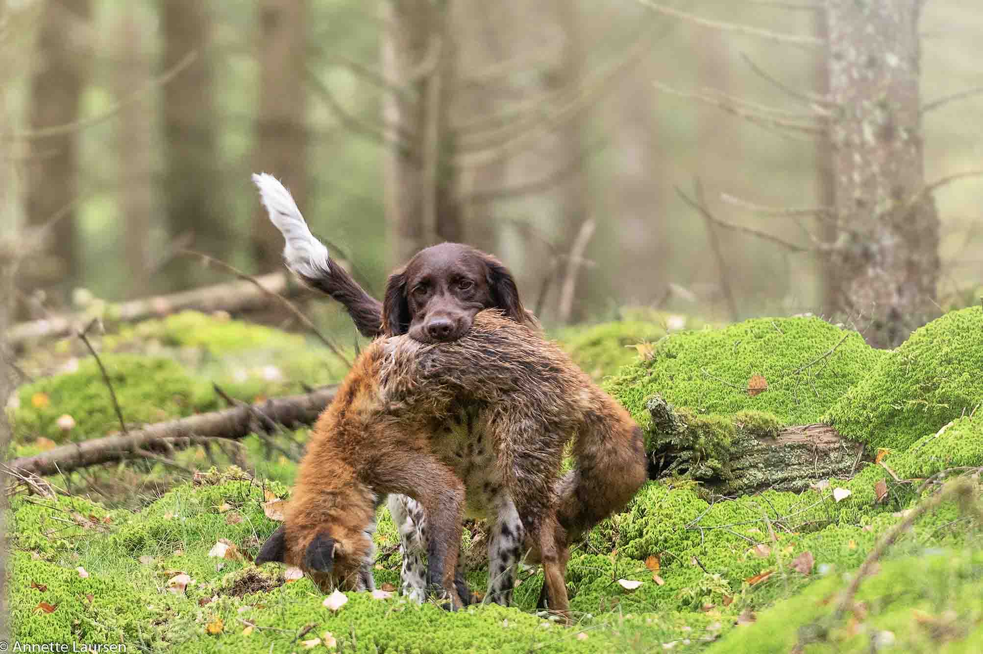 Jagthunde - læs om de forskellige jagthunderacer