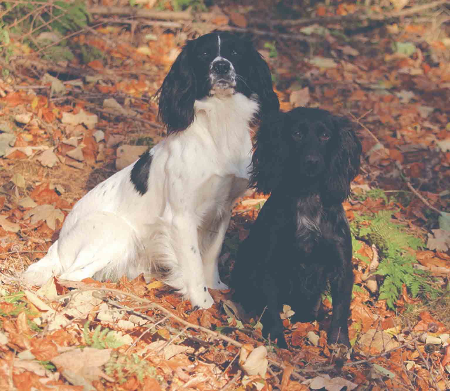F.T. Spaniels - Cocker Spaniel og Springer Spaniel
